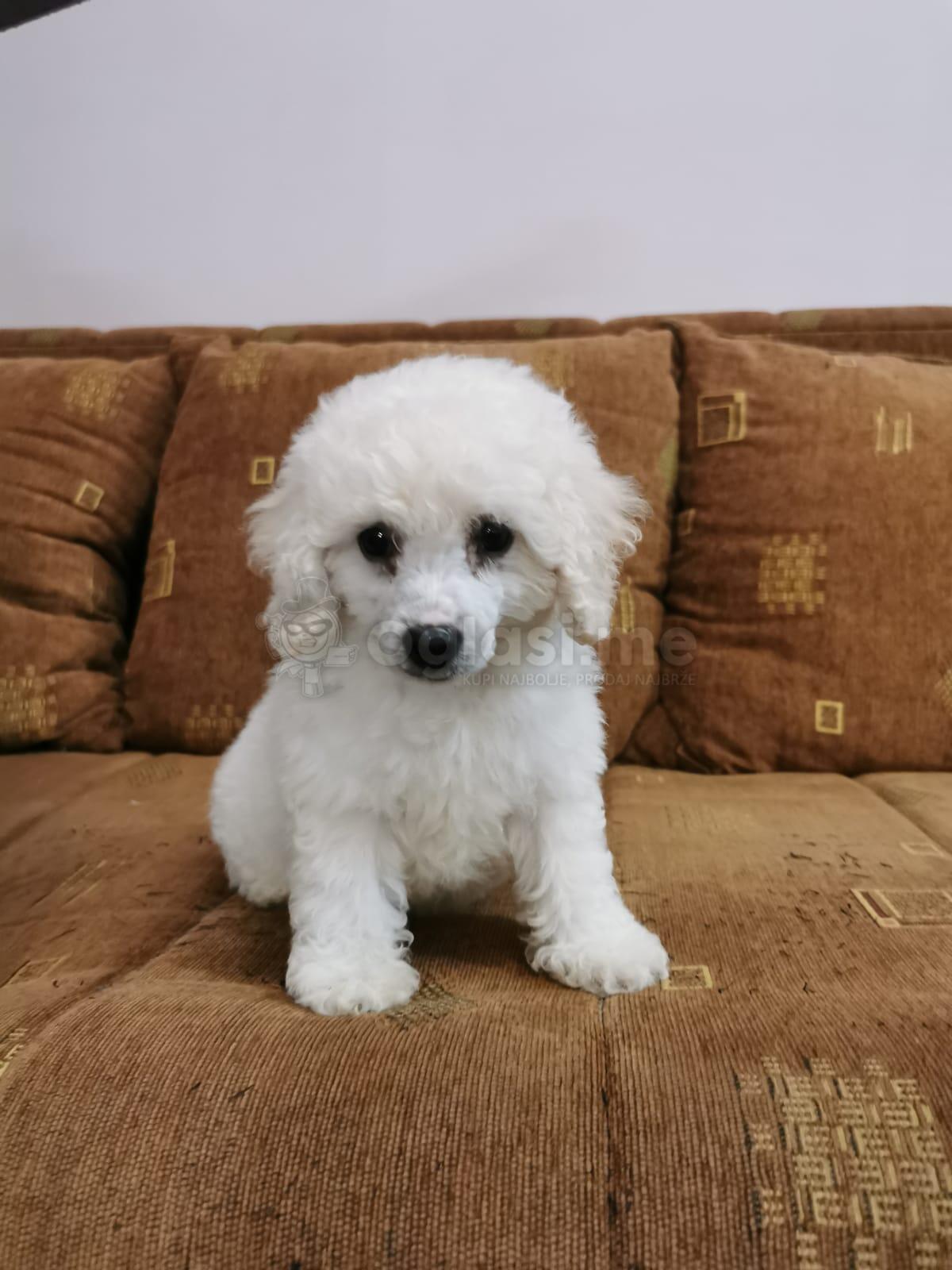 Patuljasta bela pudla - Cijena 200 € - Srbija Zrenjanin Zrenjanin (uži ...