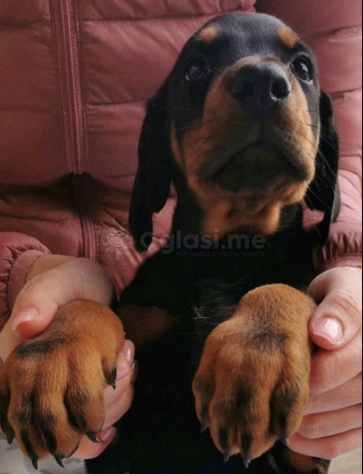 Prodajem stenad Dobermana vrhunskog porekla sa rodovnicima I svom ...