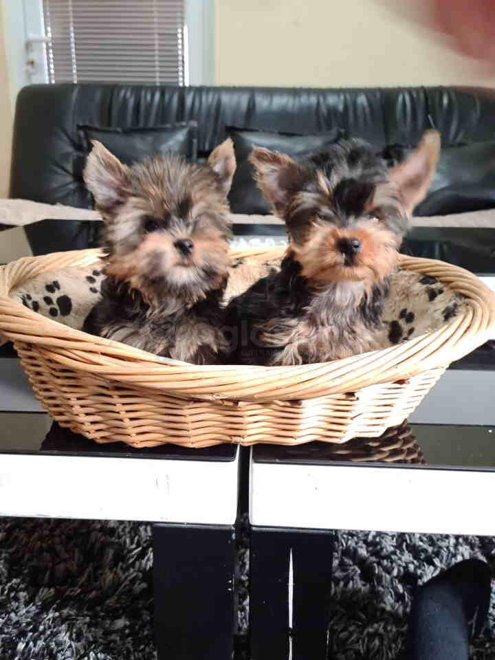 MINI JORKSIRSKI TERIJERI - Cijena 400 € - Srbija Kraljevo Kraljevo (uži ...