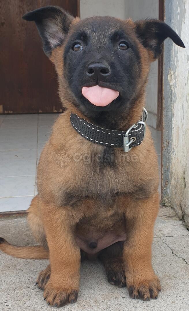 Na prodaju štenci malinoa - Cijena 250 € - Crna Gora Podgorica Zeta Psi ...