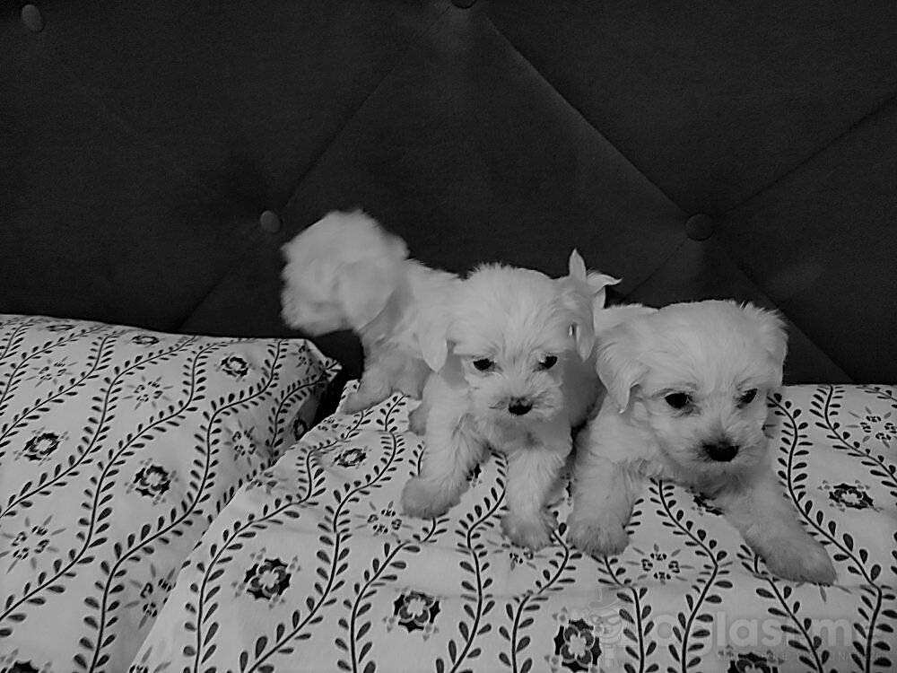 Mini maltezeri - Cijena 210 € - Crna Gora Podgorica Podgorica (uži dio ...