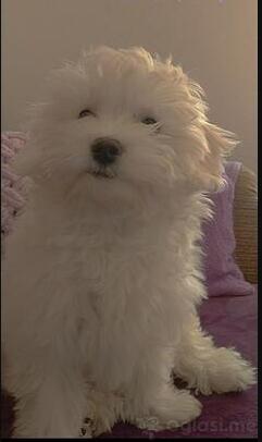 Mini maltezer - Cijena 300 € - Republika Srpska Modriča Modriča (uži ...