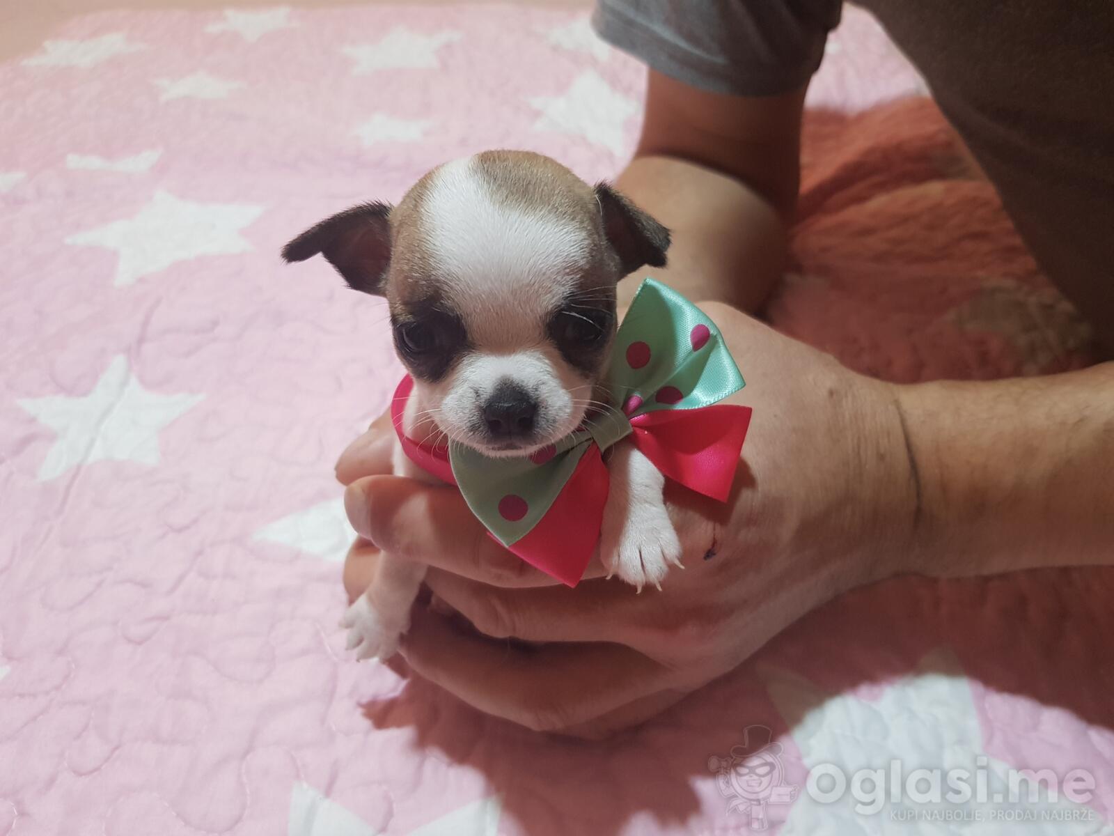 Mini Čivave - Cijena 400 € - Srbija Novi Beograd Novi Beograd (uži dio ...