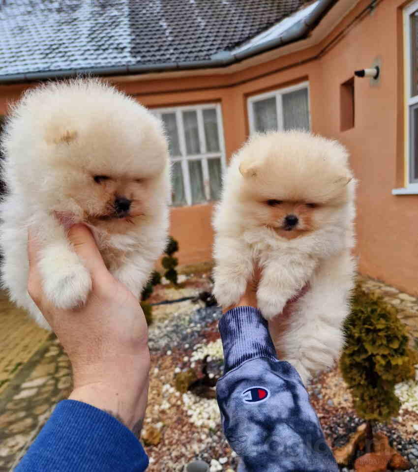 Pomeranci BOO iz registrovane odgajivacnice Pom Hash Stars - Cijena ...