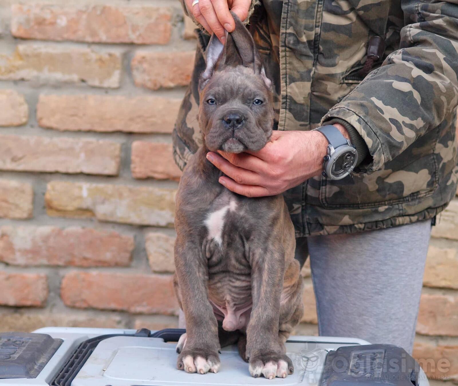 Cane Corso Kane Korso štenci - Cijena 800 € - Srbija Zrenjanin ...