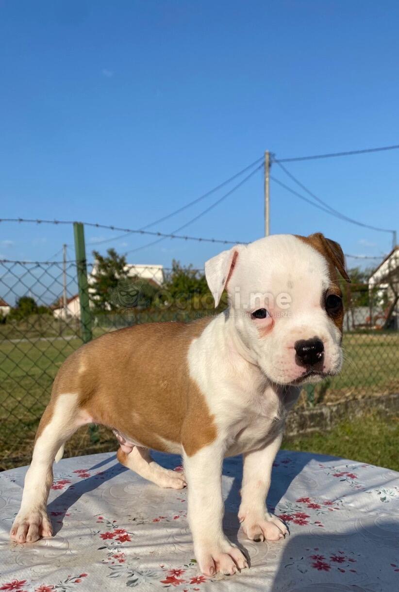 Američki staford - Cijena 200 € - Crna Gora Podgorica > Okolina grada ...