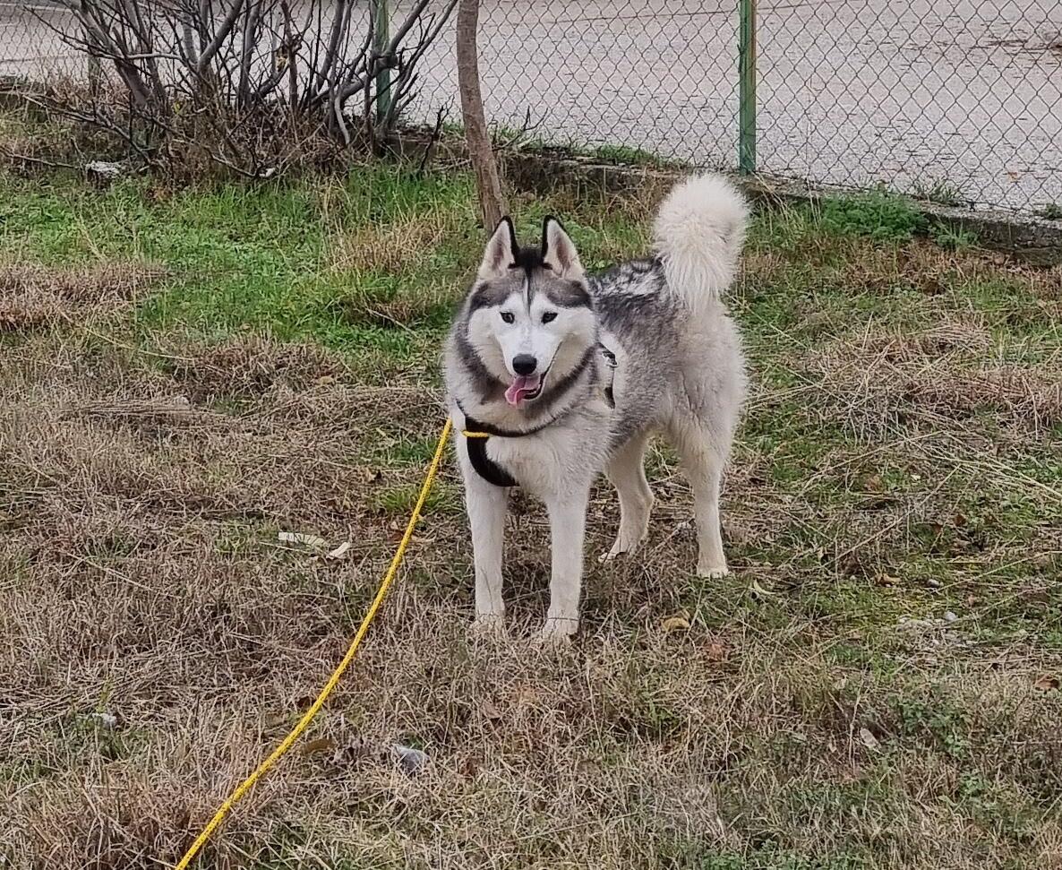 Mladi pas haski - Poklanjam - Crna Gora Podgorica Zabjelo Udomljavanje i poklanjanje | Oglasi