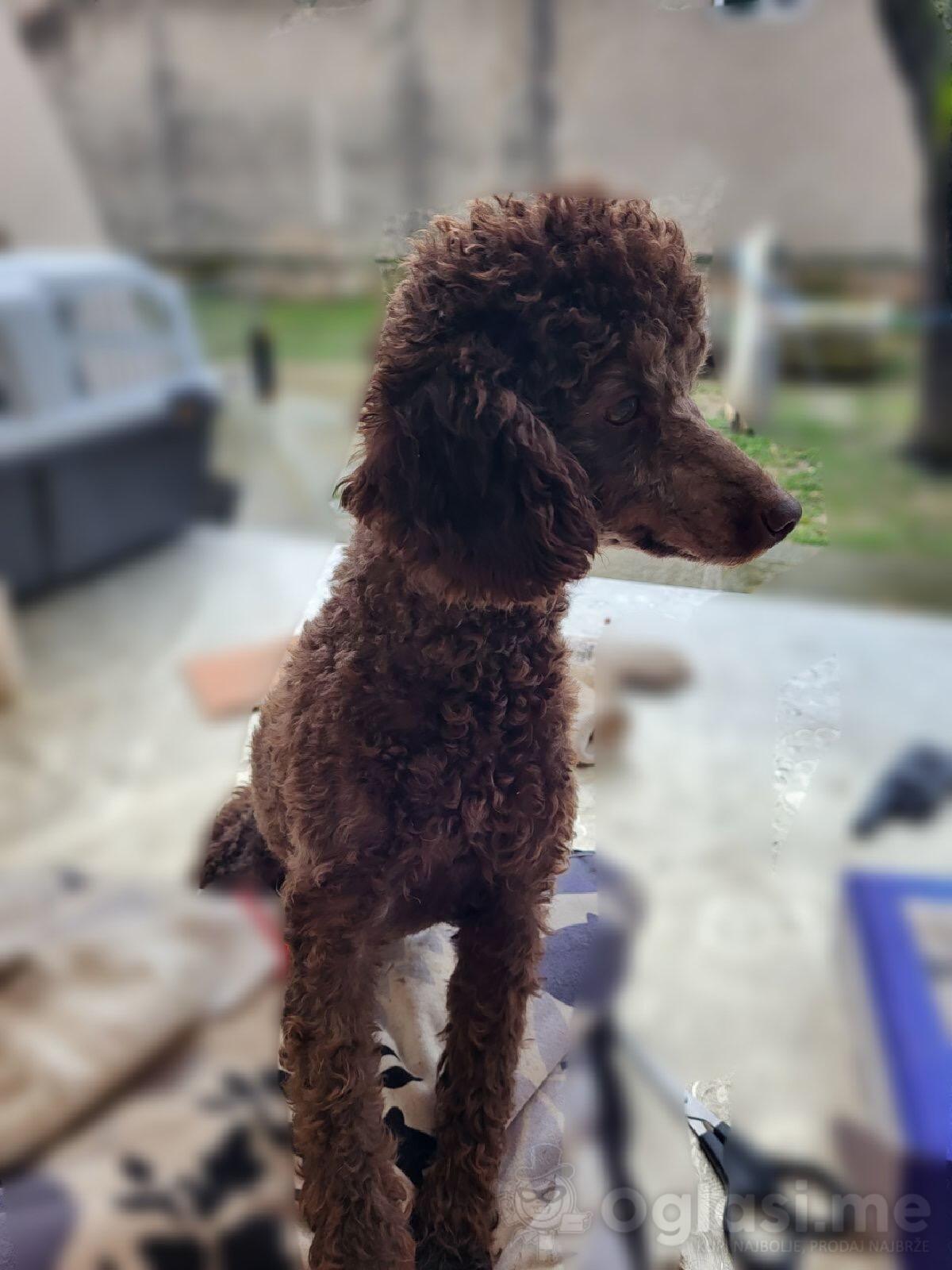 Patuljasta Pudla štenci - Cijena 500 € - Srbija Sremska Mitrovica ...