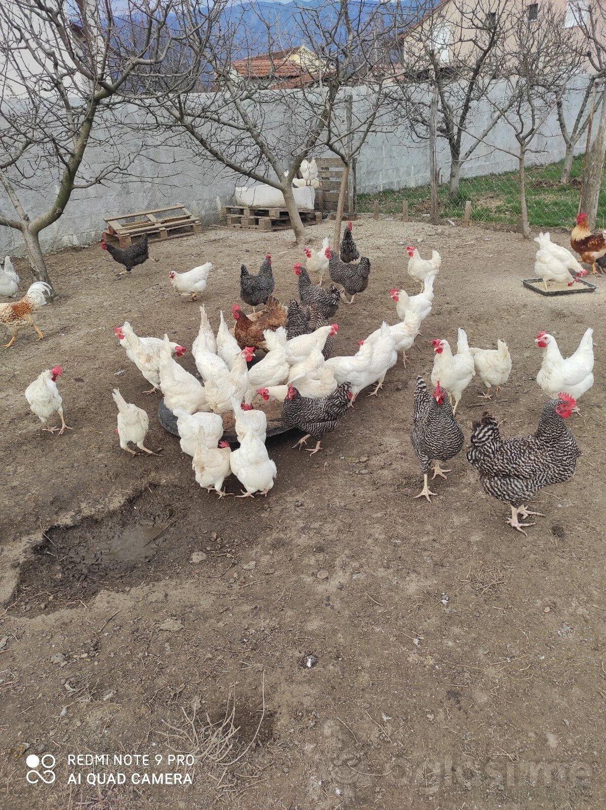 Domaca jaja na prodaju - Cijena 2.5 € - Crna Gora Danilovgrad Spuž Jaja ...