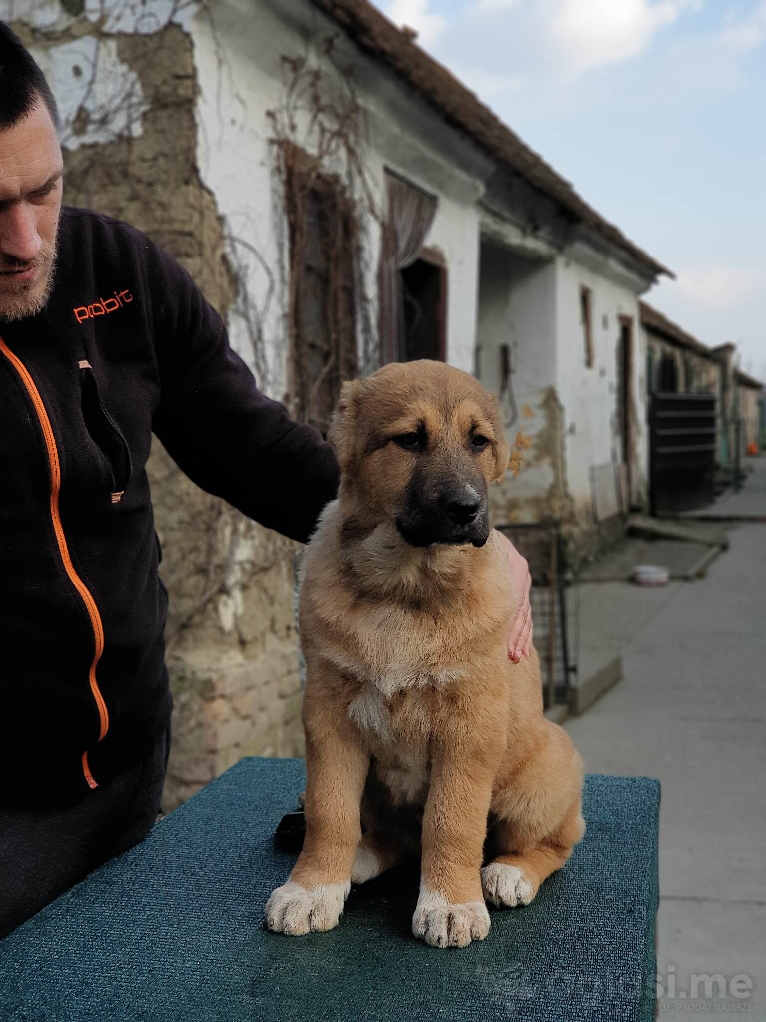 Srednjeazijski ovcar stene - Cijena 1 € - Srbija Sremska Mitrovica ...