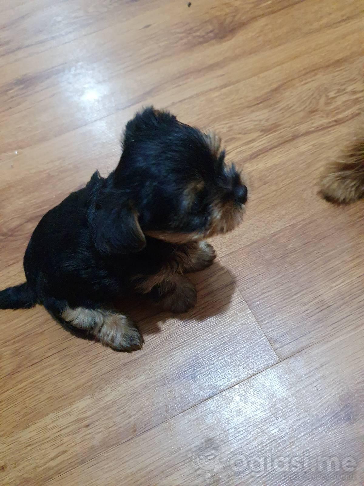 Prodaja mini jorkija - Cijena 380 € - Crna Gora Podgorica Zlatica Psi ...