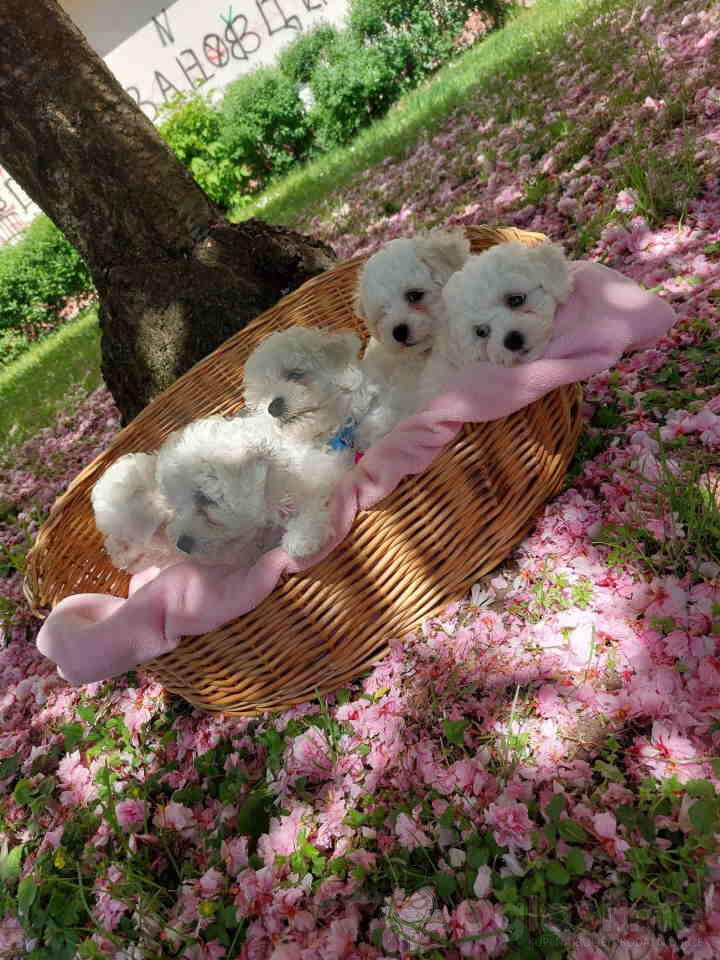 Pet slatkih devojcica KOVRDZAVOG BISONA - Cijena 300 € - Srbija Paraćin ...