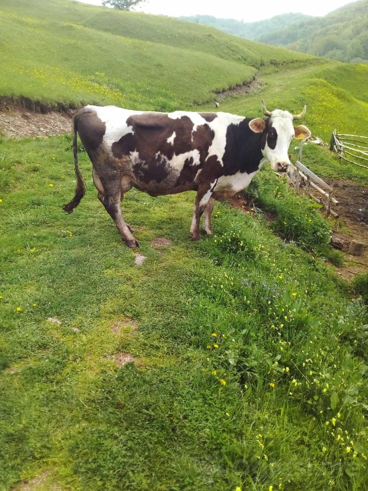 seljak.me - Cijena 2000 € - Crna Gora Kolašin Kolašin (uži dio) Goveda ...