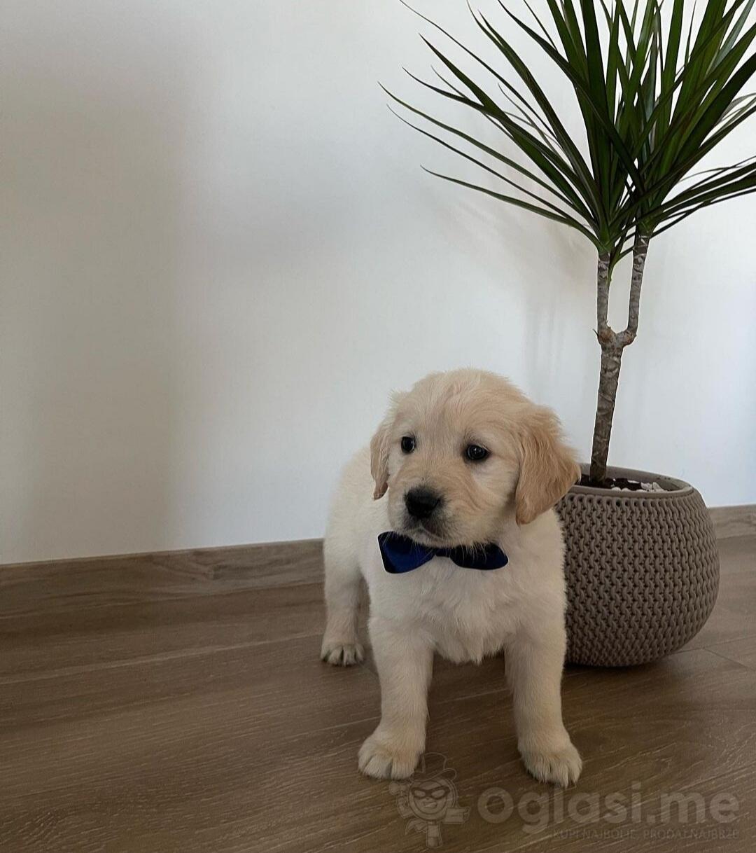 Prodajem STENAD ZLATNOG RETRIVERA - Cijena 180 € - Crna Gora Podgorica ...