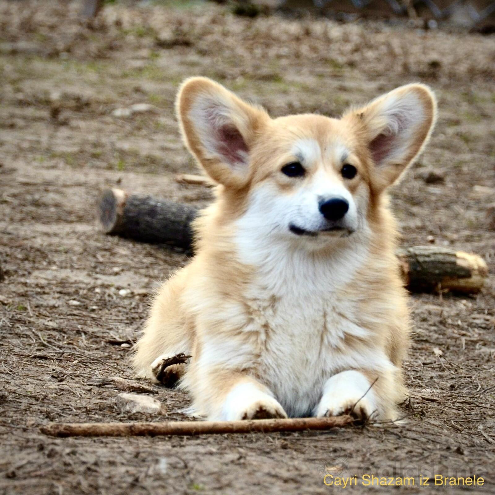 Velski korgi pembrok - Cijena 1000 € - Srbija Bela Palanka > Okolina ...