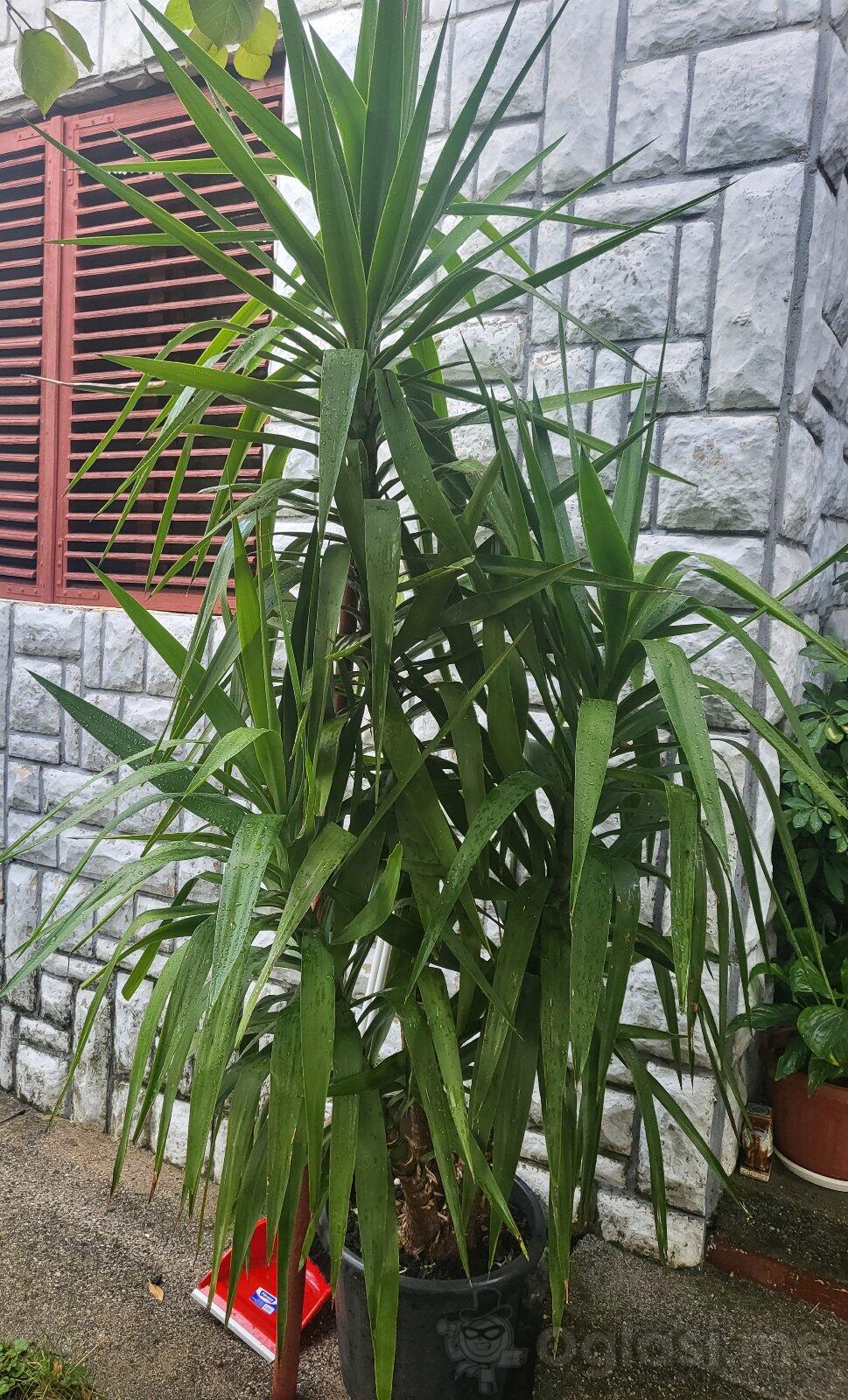 Drvo života - Cijena 100 € - Crna Gora Podgorica > Okolina grada Biljke ...