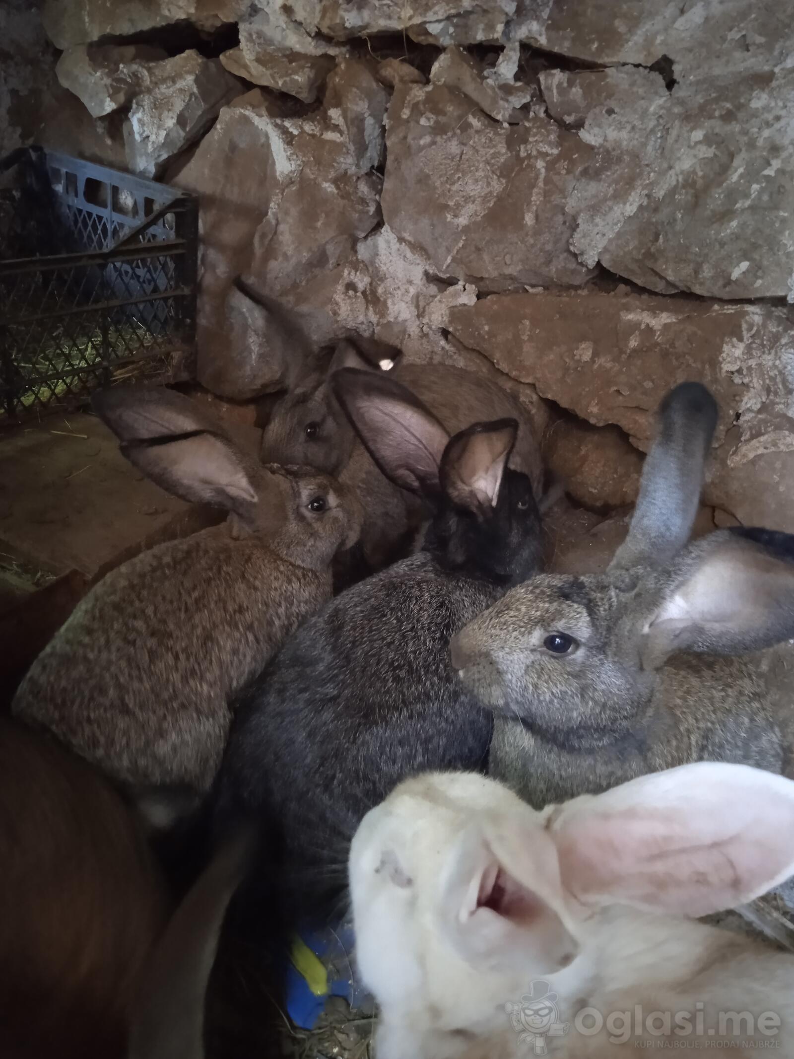 Zecevi - Cijena 15 € - Crna Gora Danilovgrad > Okolina grada Glodari ...