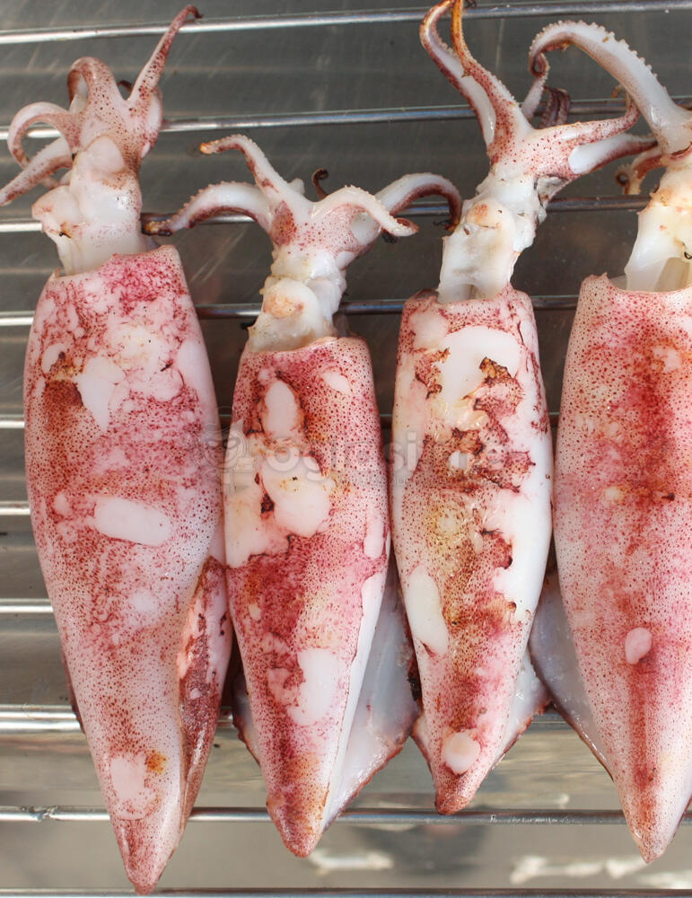 Svježe lignje - Cijena 25 € - Crna Gora Budva Petrovac Meso i riba | Oglasi