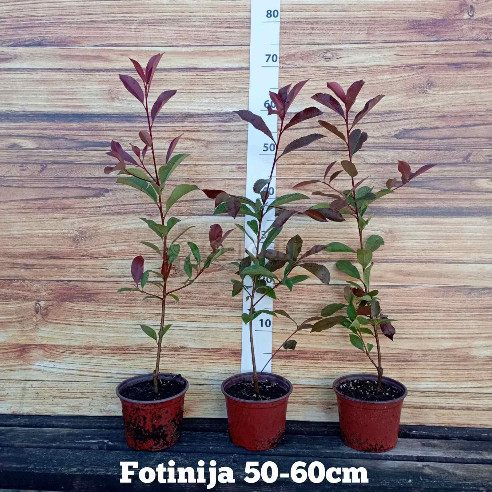 Sadnice Fotinije - Cijena 2 € - Crna Gora Podgorica Zabjelo Sadnice ...