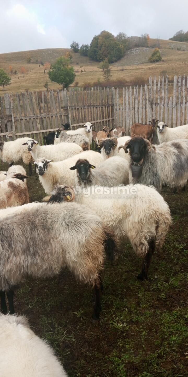Prodajem ovce - Cijena 240 € - Crna Gora Šavnik Slatina Ovce | Oglasi