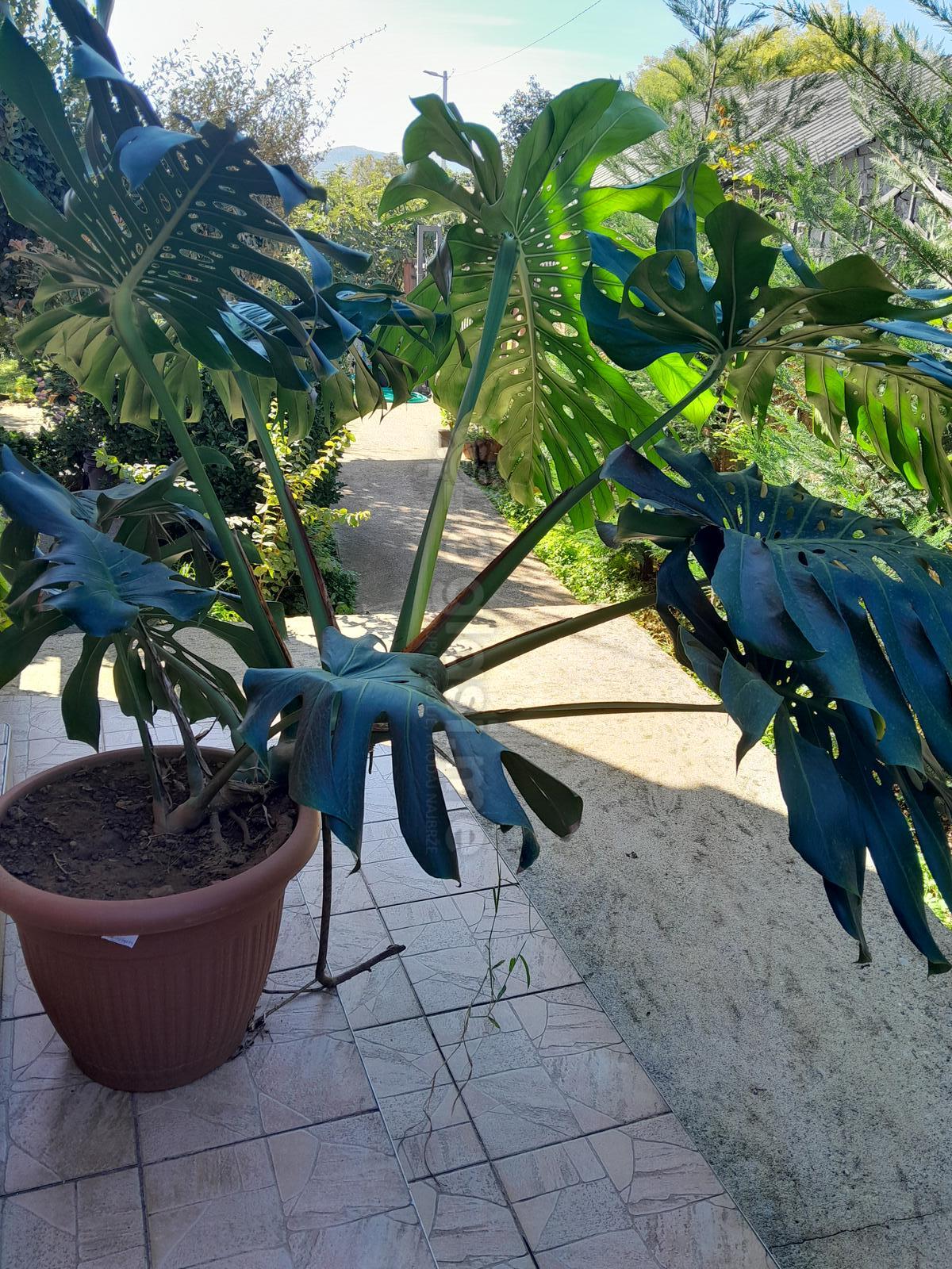 Cvijece - Cijena 30 € - Crna Gora Podgorica > Okolina grada Biljke i ...