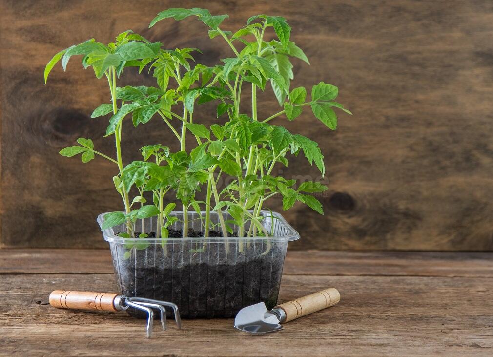 PRODAJEM DOMAĆI RASAD PARADAJZA I PAPRIKA - Cijena 1 € - Crna Gora ...