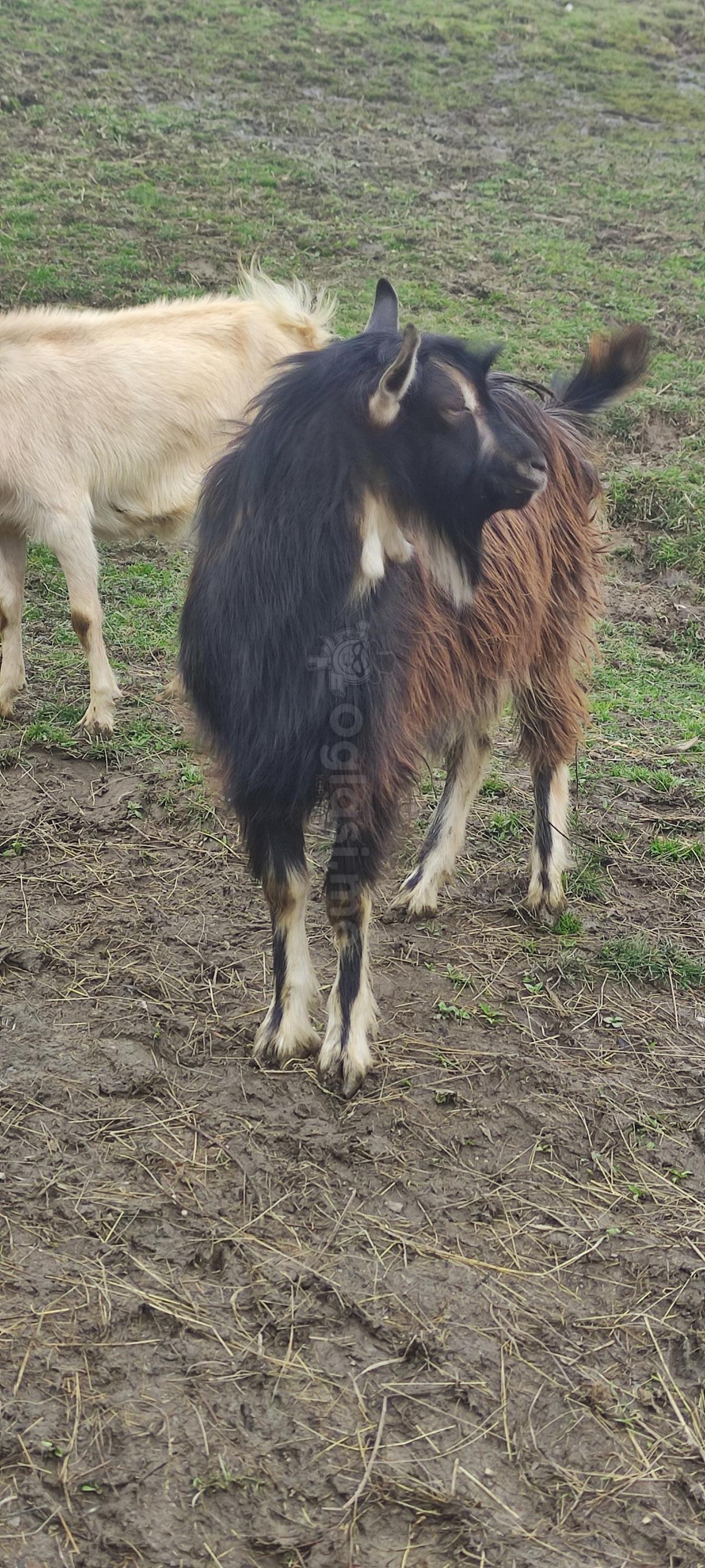 Prodajem jarca - Cijena 160 € - Crna Gora Berane > Okolina grada Koze ...