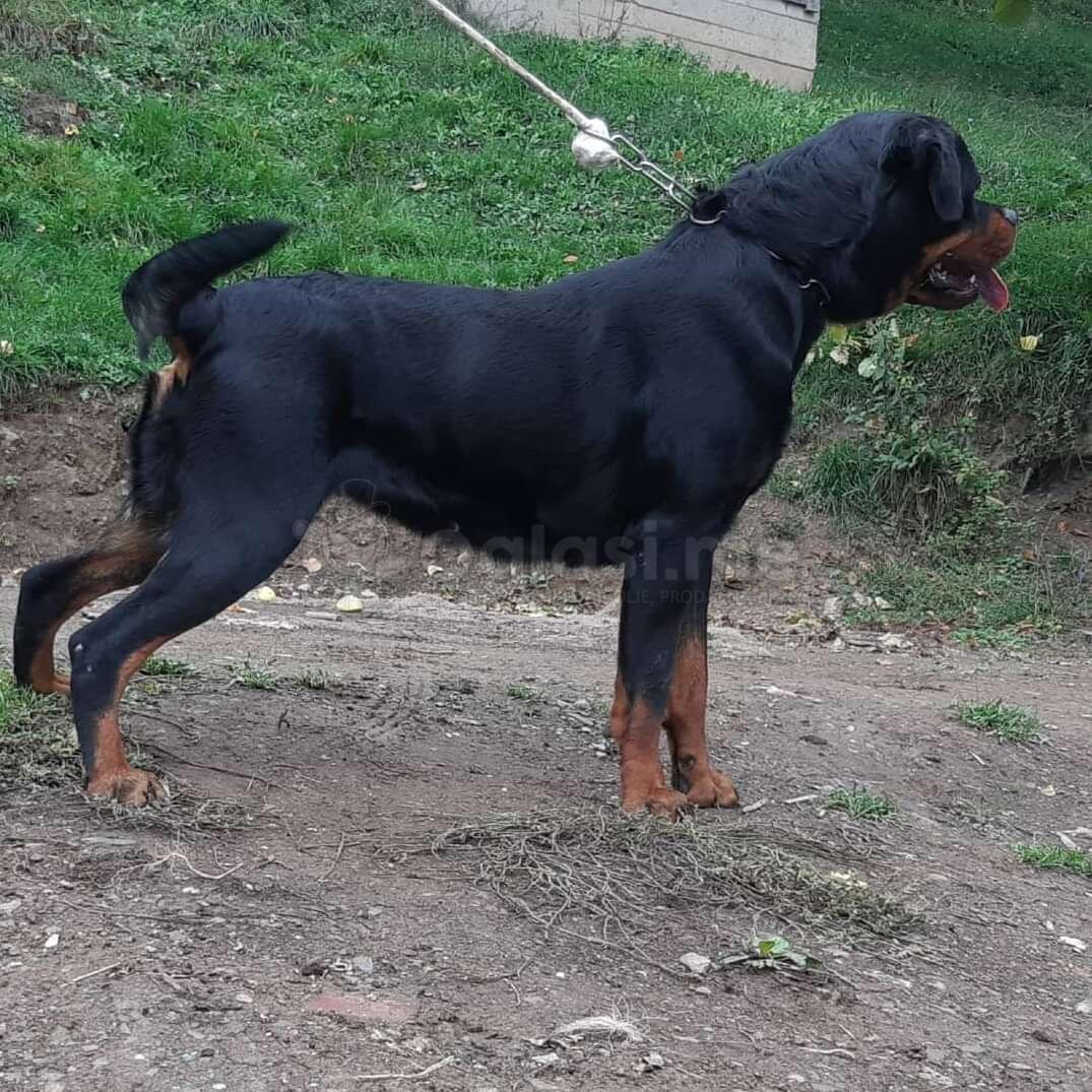 Psa - Cijena 200 € - Crna Gora Bijelo Polje Rastoka Psi | Oglasi