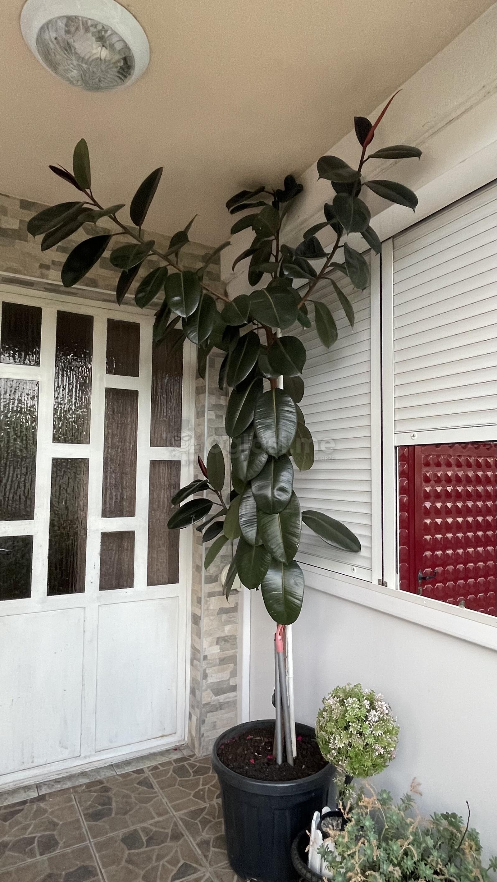 Cvijet na prodaju - Cijena 250 € - Crna Gora Podgorica > Okolina grada ...