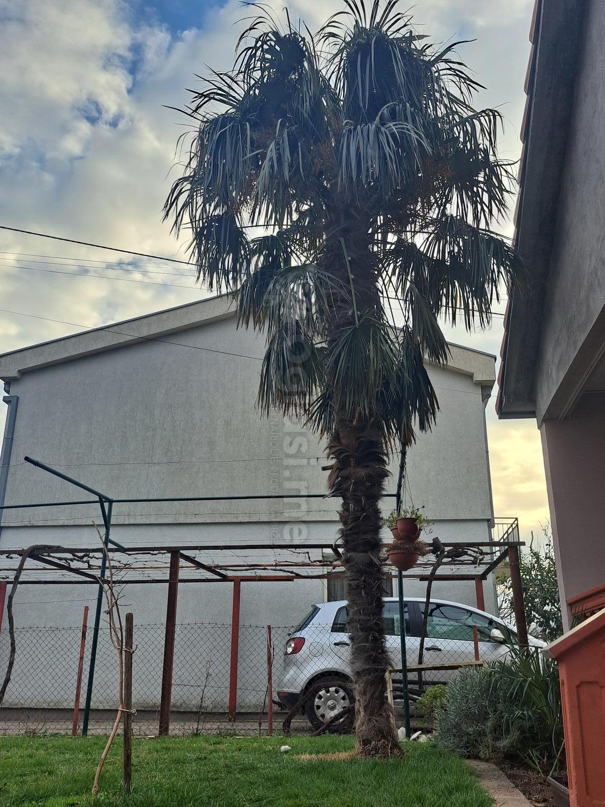 Palma stara 25 godina - Cijena 10000 € - Crna Gora Podgorica Zlatica ...