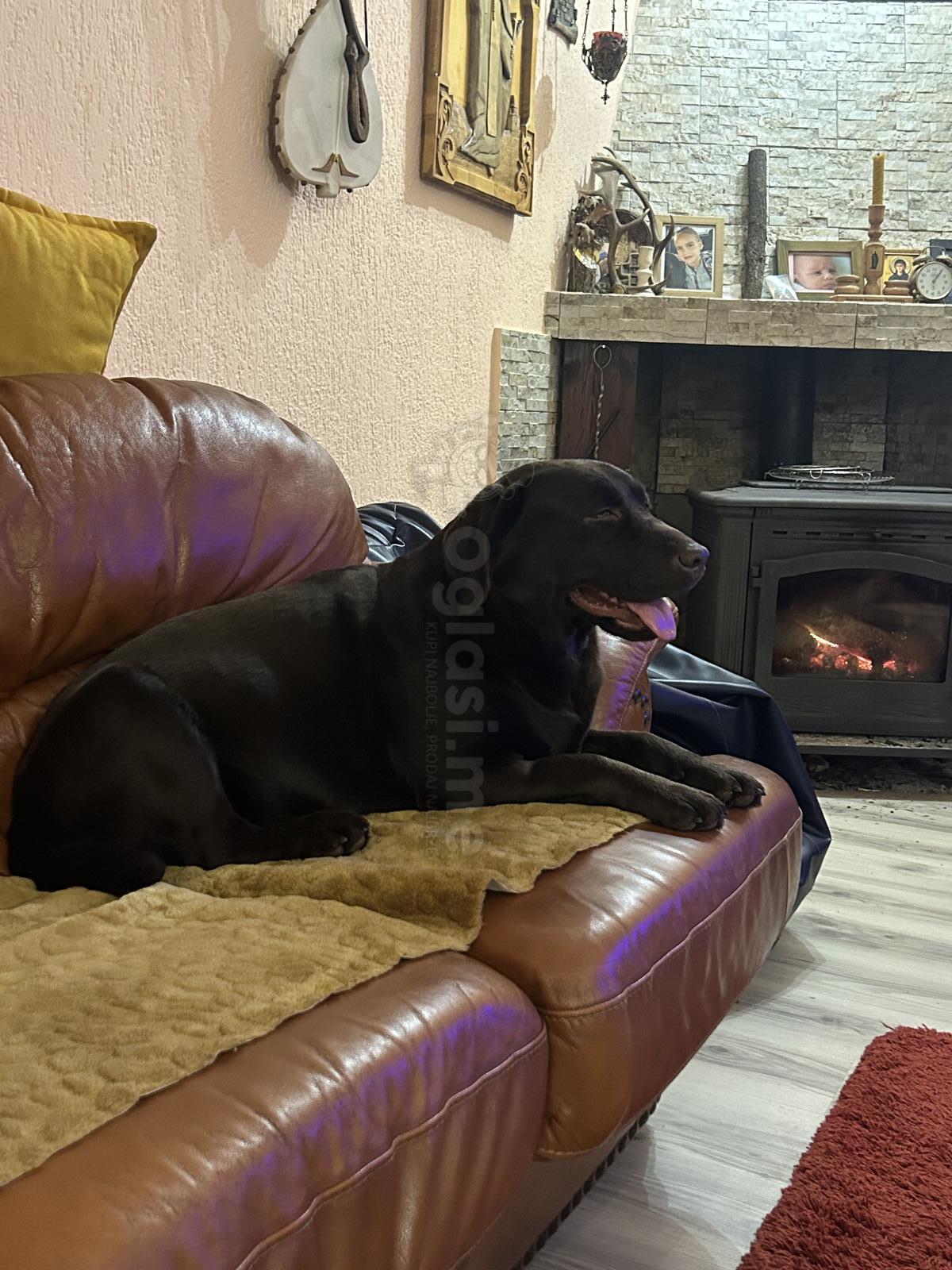 Labrador 100 - Cijena 300 € - Crna Gora Podgorica Berislavci Psi | Oglasi