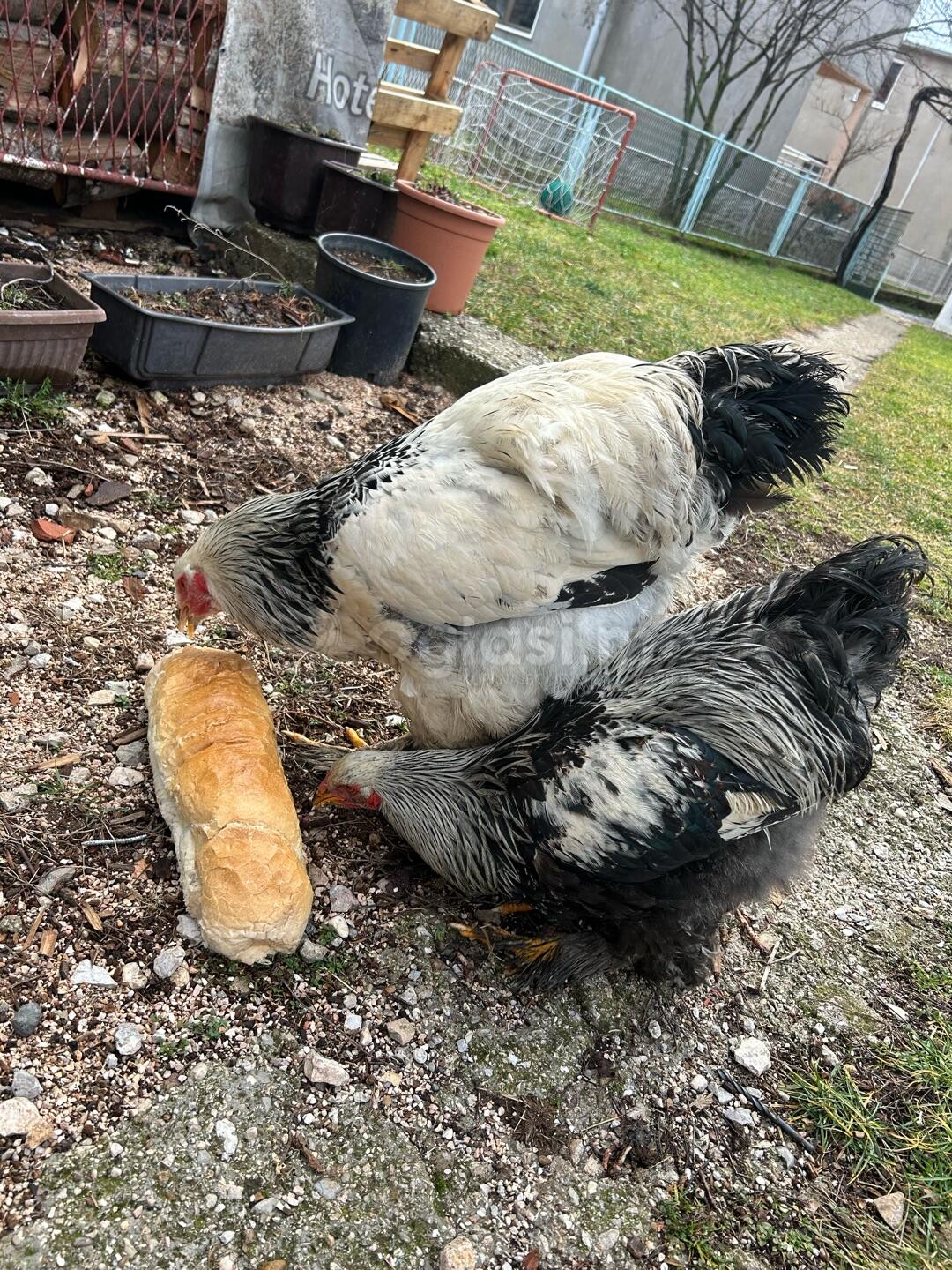 Prodajem pijetla - Cijena 45 € - Crna Gora Nikšić Kličevo Živina | Oglasi