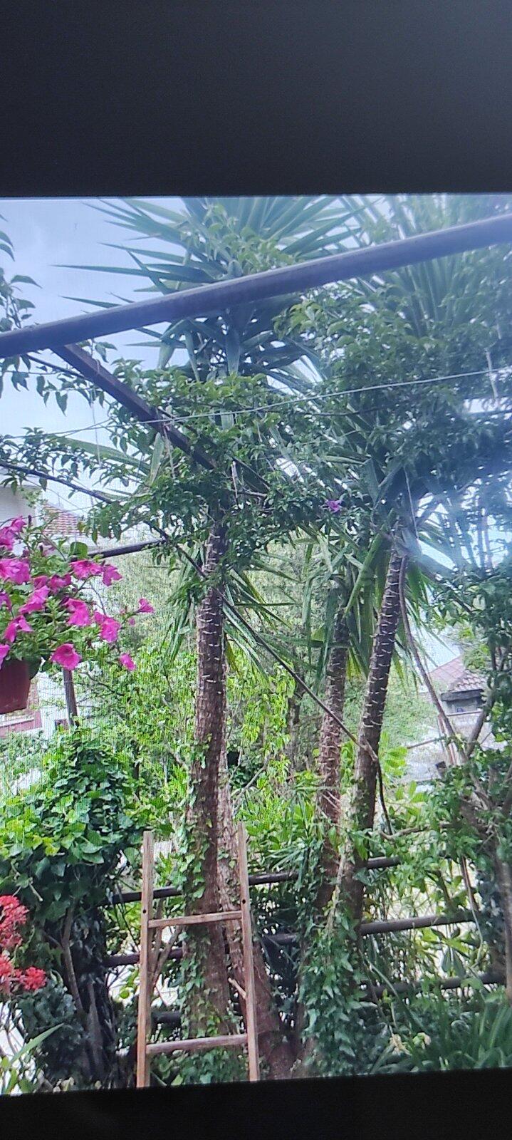 Juka - Cijena 1000 € - Crna Gora Herceg Novi Herceg Novi (uži dio ...