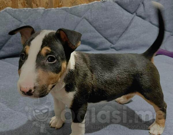 Mini Bul terijer štenci - Cijena 500 € - Srbija Novi Beograd Novi ...